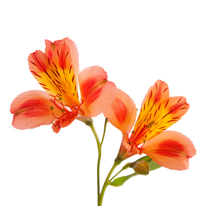 Alstroemeria Orange – Cultural Horticrop